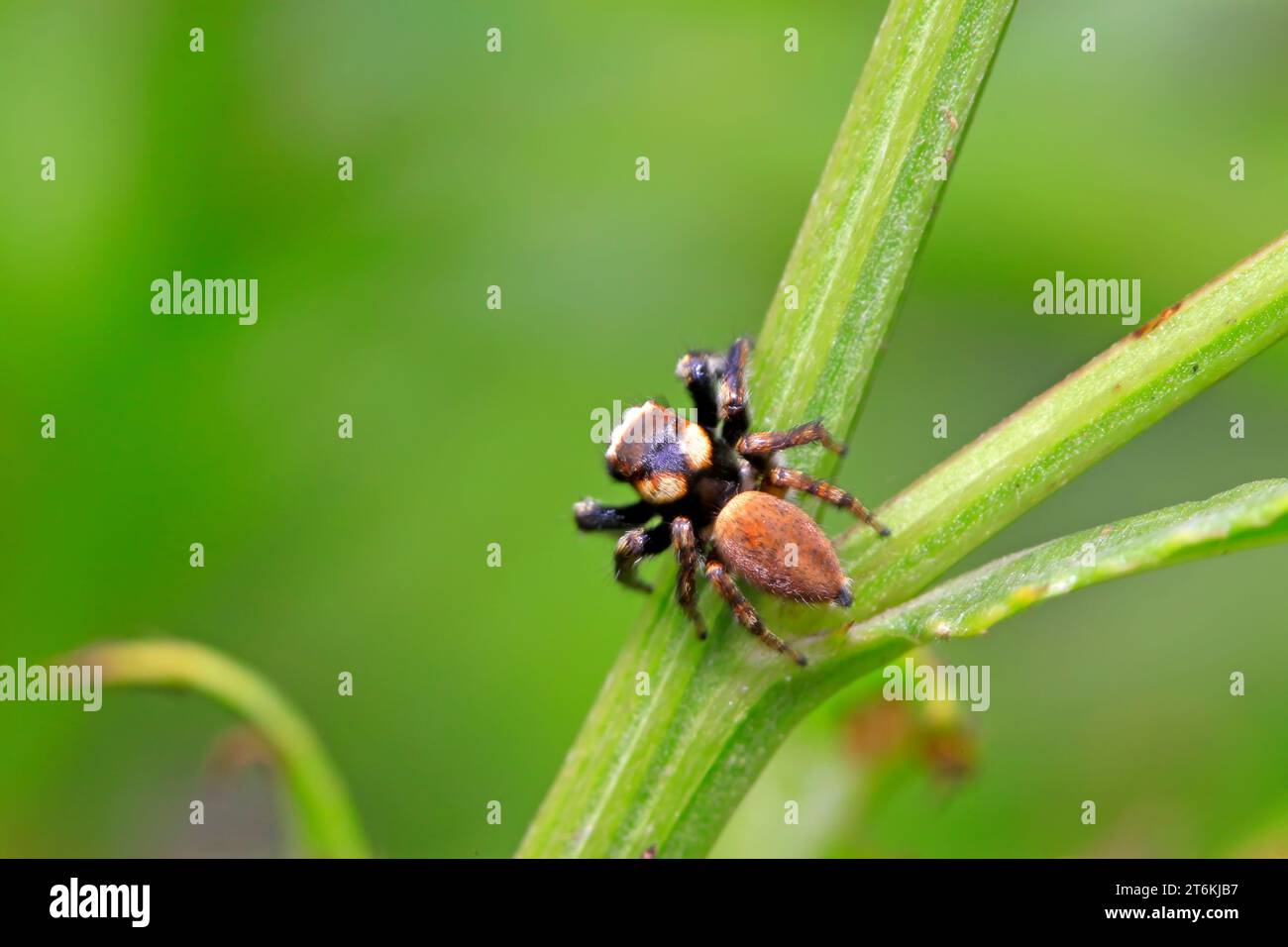 Tiger jumping spider hi-res stock photography and images - Alamy