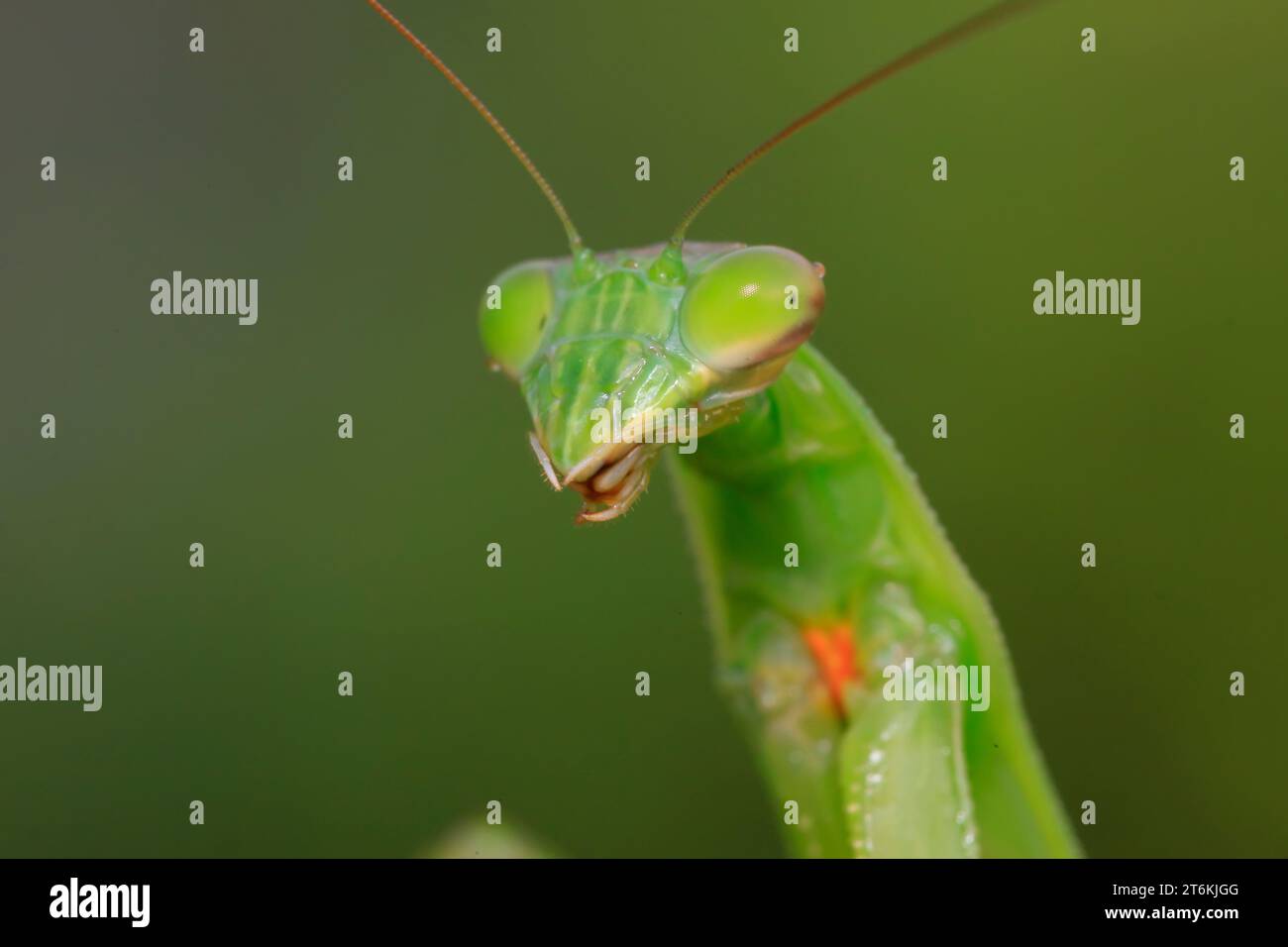 closeup of tenodera mantis, nature photography, north china Stock Photo ...
