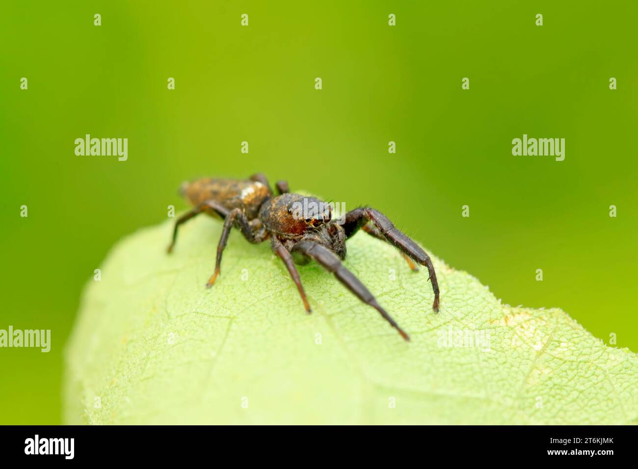 Spider rest on leaf hi-res stock photography and images - Alamy
