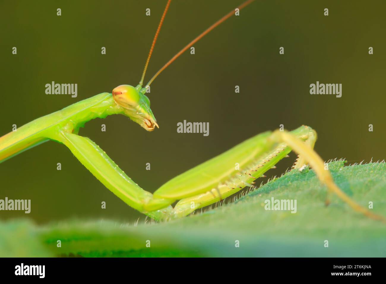 closeup of tenodera mantis, nature photography, north china Stock Photo ...
