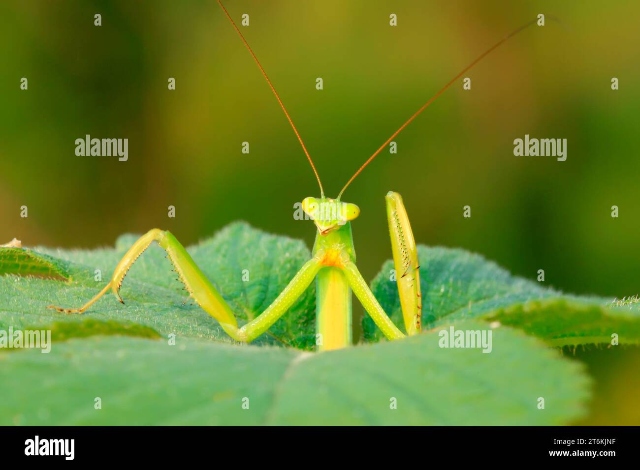 closeup of tenodera mantis, nature photography, north china Stock Photo ...