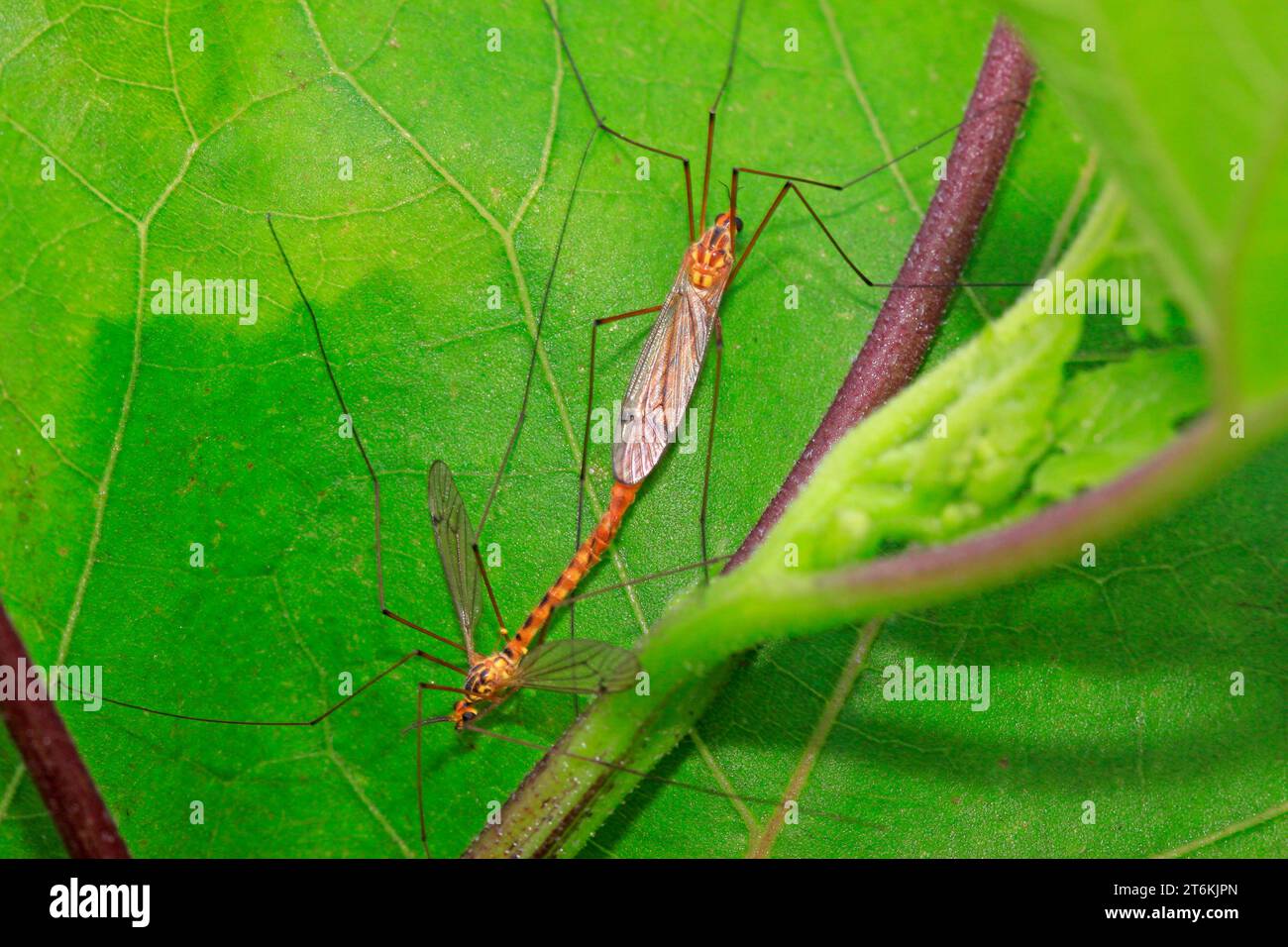 Mosquitoes mating hi-res stock photography and images - Alamy