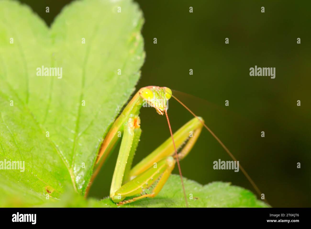closeup of tenodera mantis, nature photography, north china Stock Photo ...