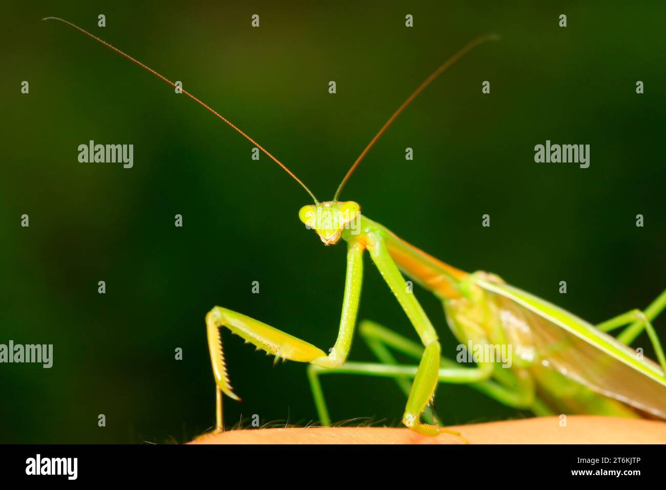 closeup of tenodera mantis, nature photography, north china Stock Photo ...