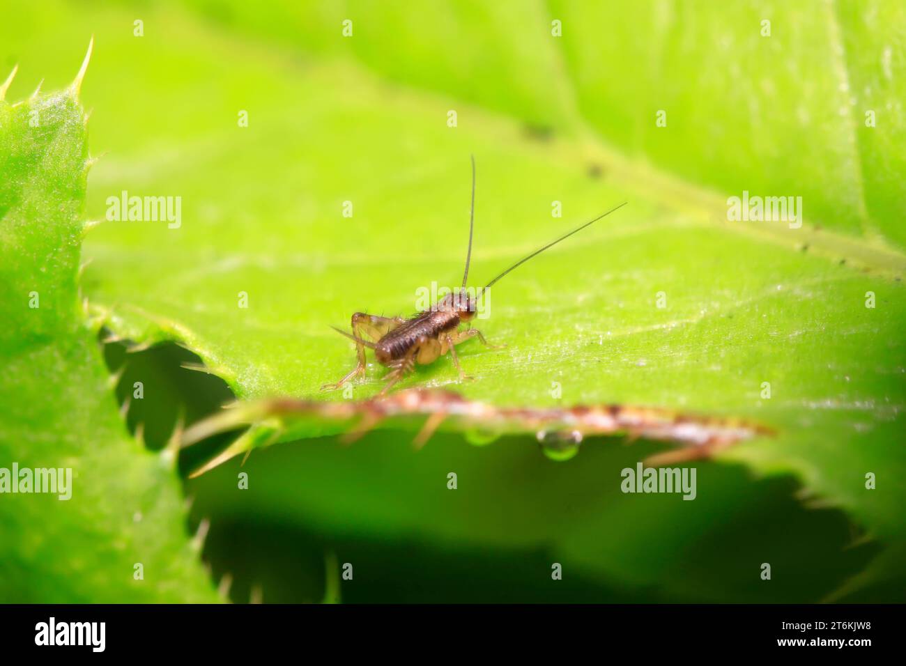 gryllidae insects larva on green leaf in the wild Stock Photo - Alamy