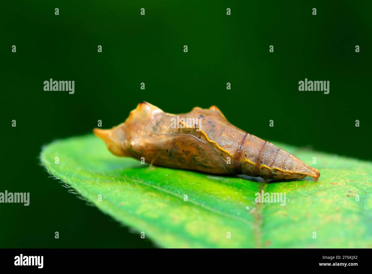 Pupa shell hi-res stock photography and images - Alamy