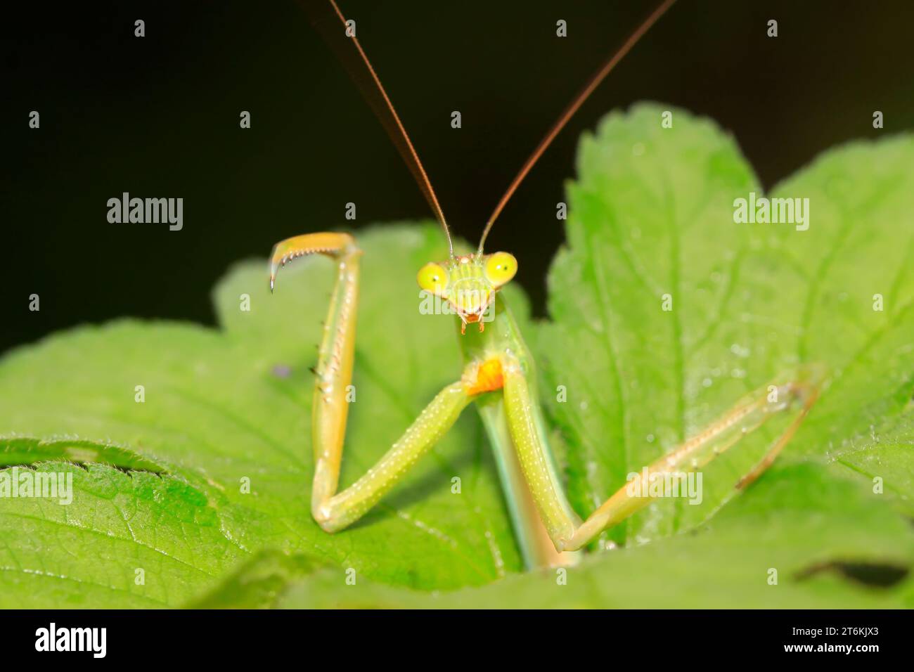 closeup of tenodera mantis, nature photography, north china Stock Photo ...