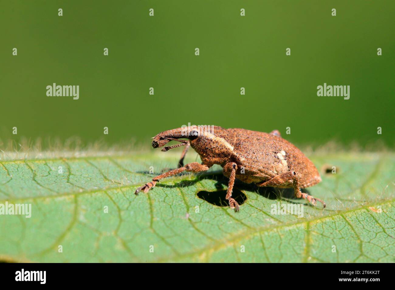 a kind of insect has a long nose Stock Photo - Alamy