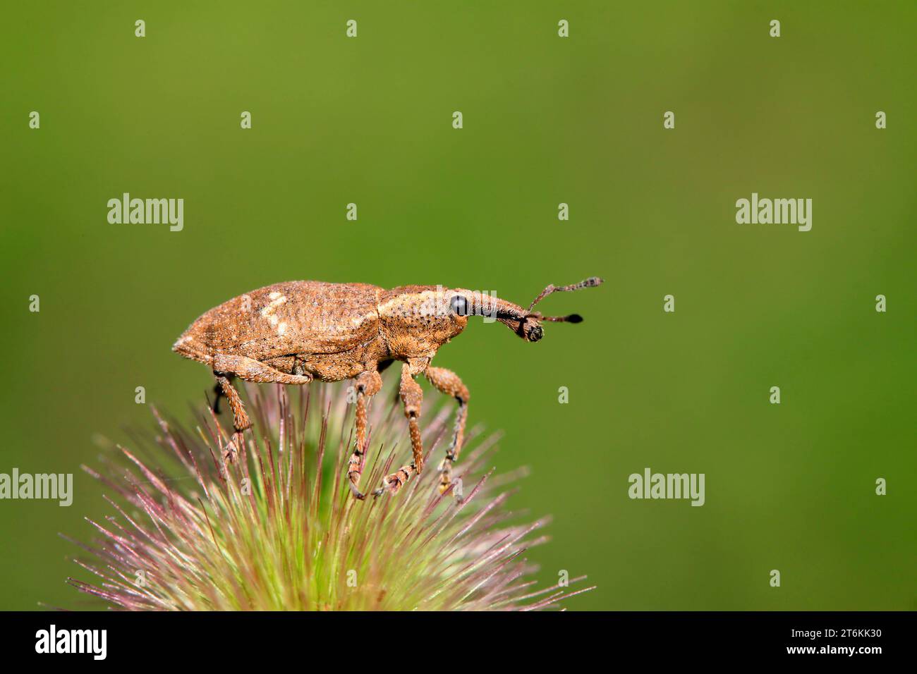 a kind of insect has a long nose Stock Photo - Alamy
