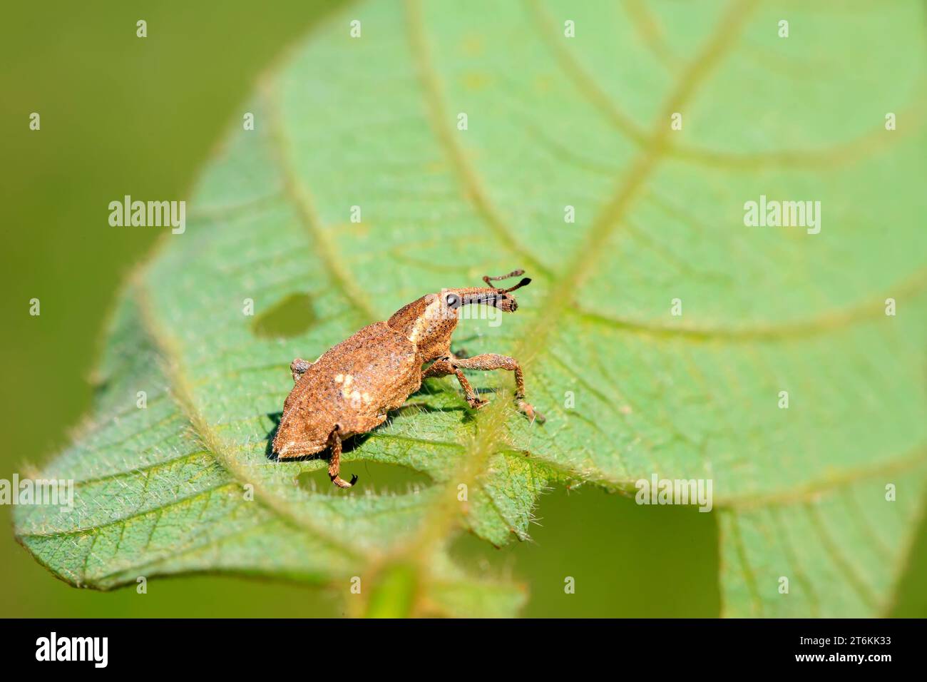 a kind of insect has a long nose Stock Photo - Alamy
