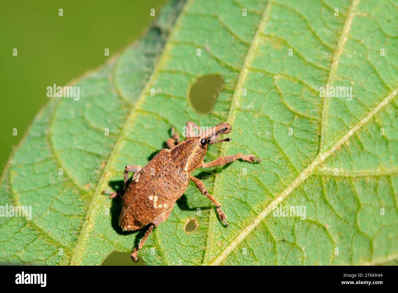 a kind of insect has a long nose Stock Photo - Alamy