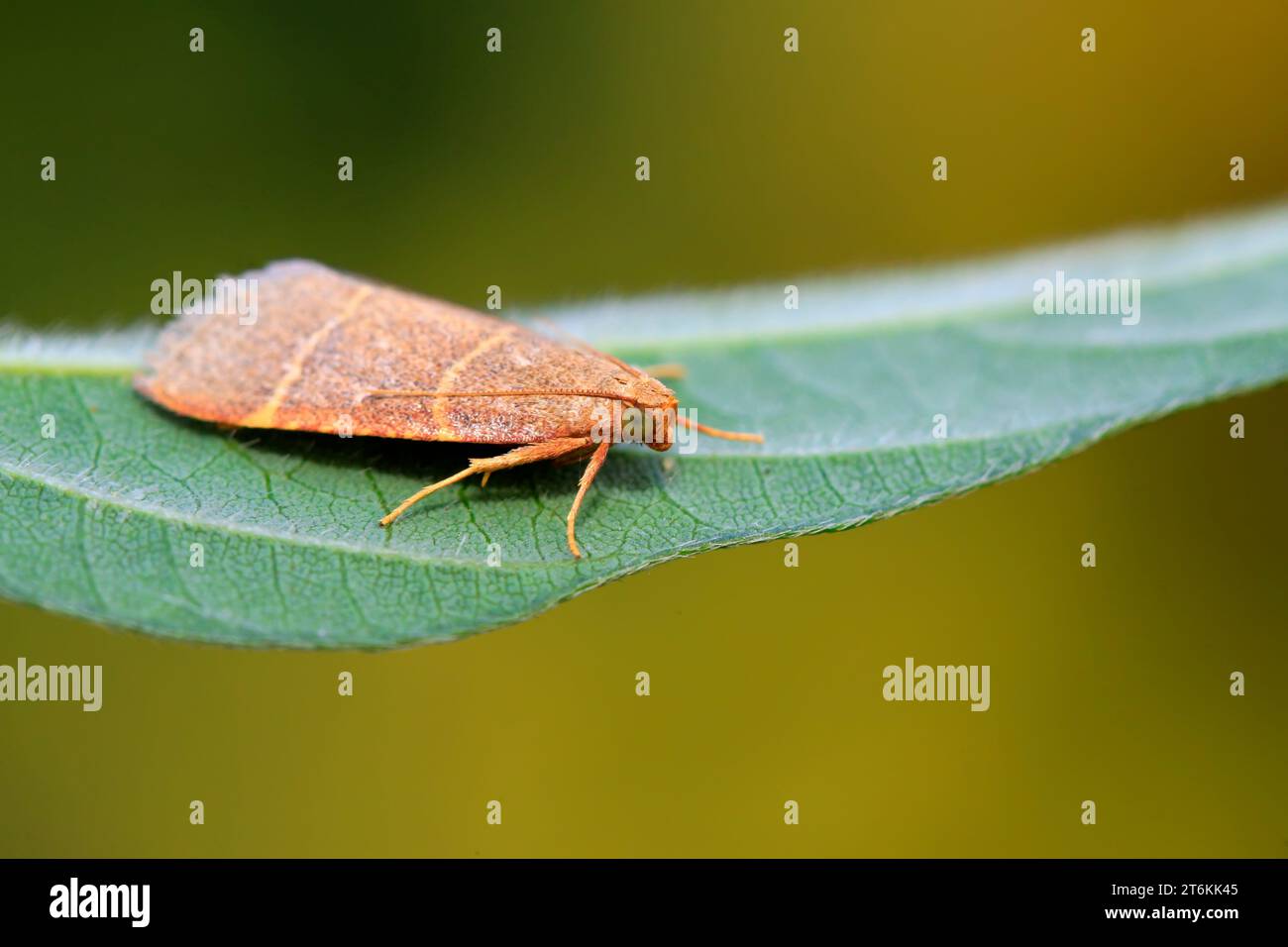 Moth insects on green leaf in the wild Stock Photo - Alamy