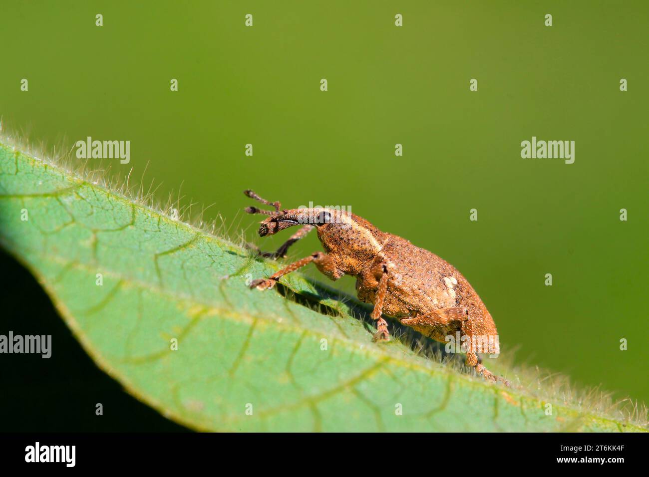 a kind of insect has a long nose Stock Photo - Alamy