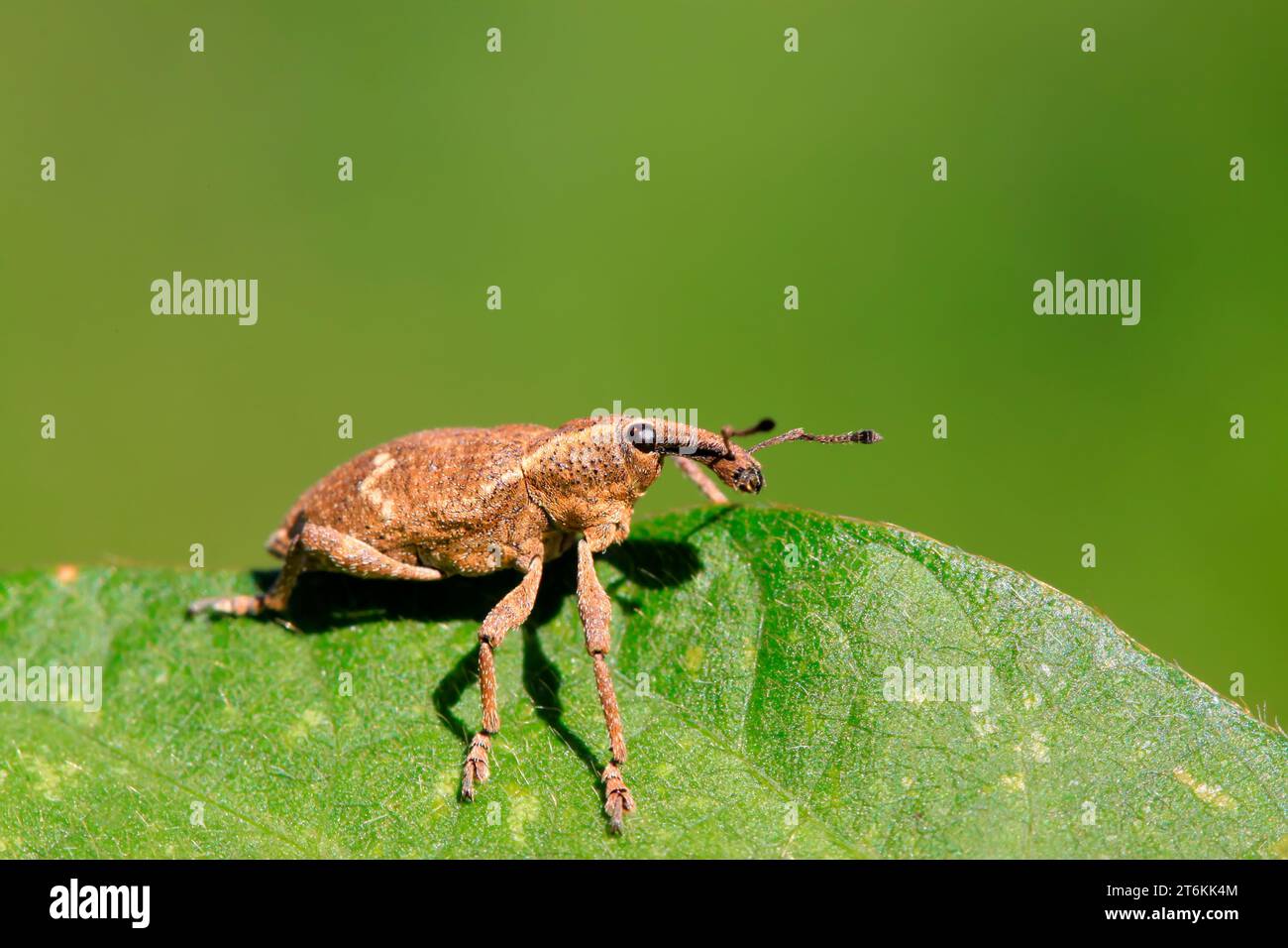 a kind of insect has a long nose Stock Photo - Alamy