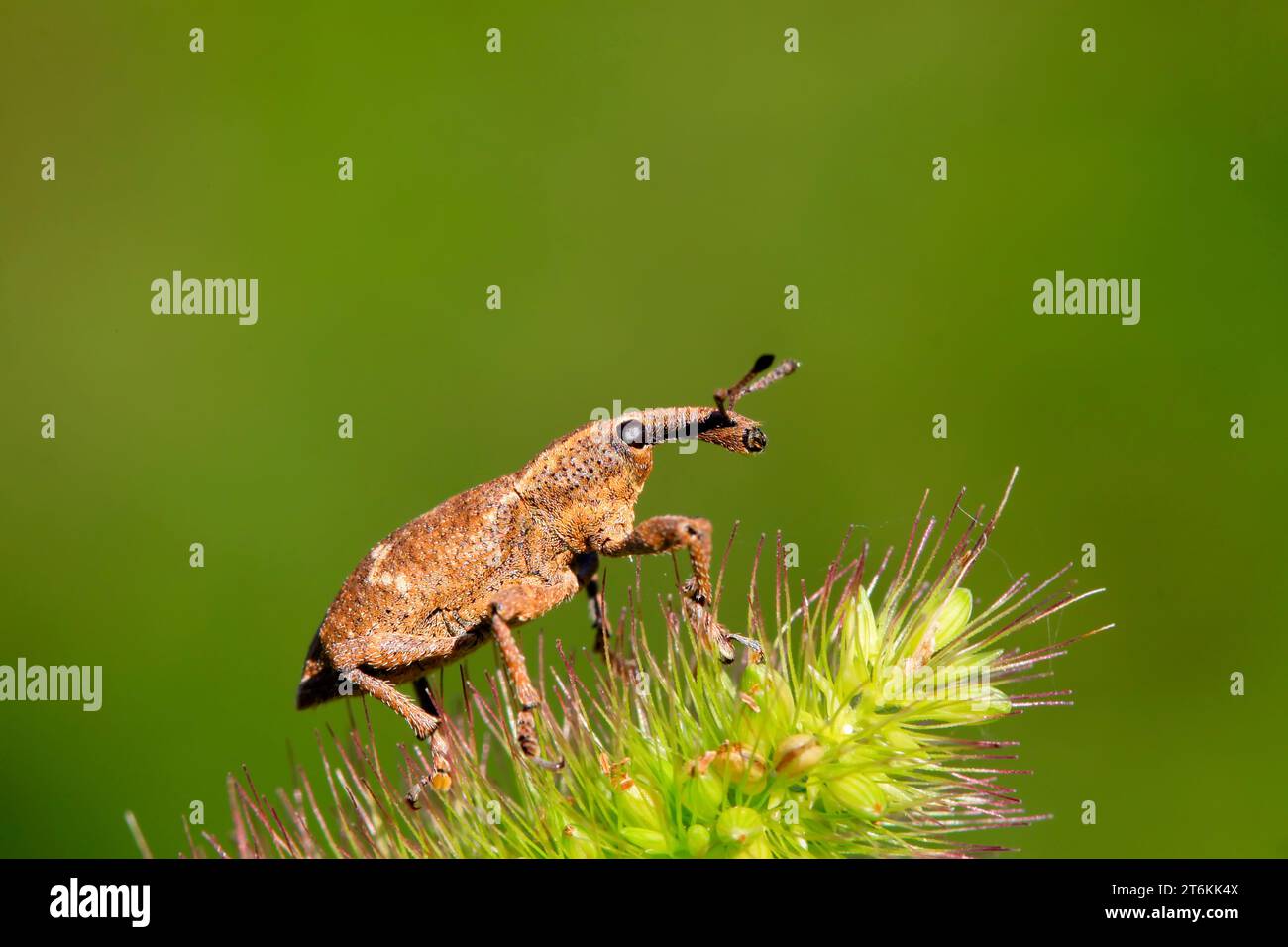 a kind of insect has a long nose Stock Photo - Alamy