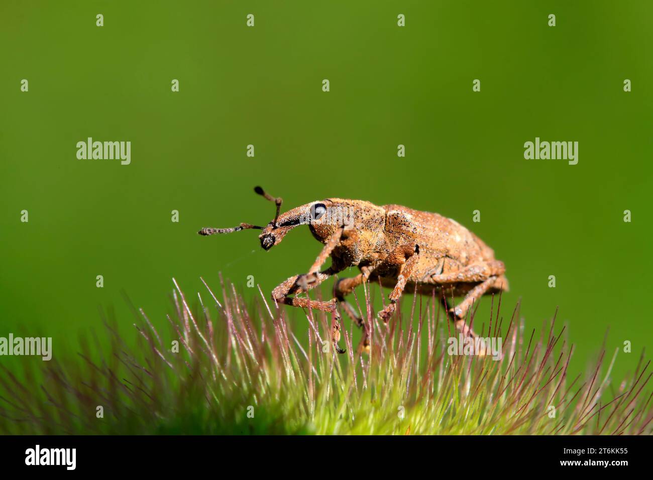 a kind of insect has a long nose Stock Photo - Alamy