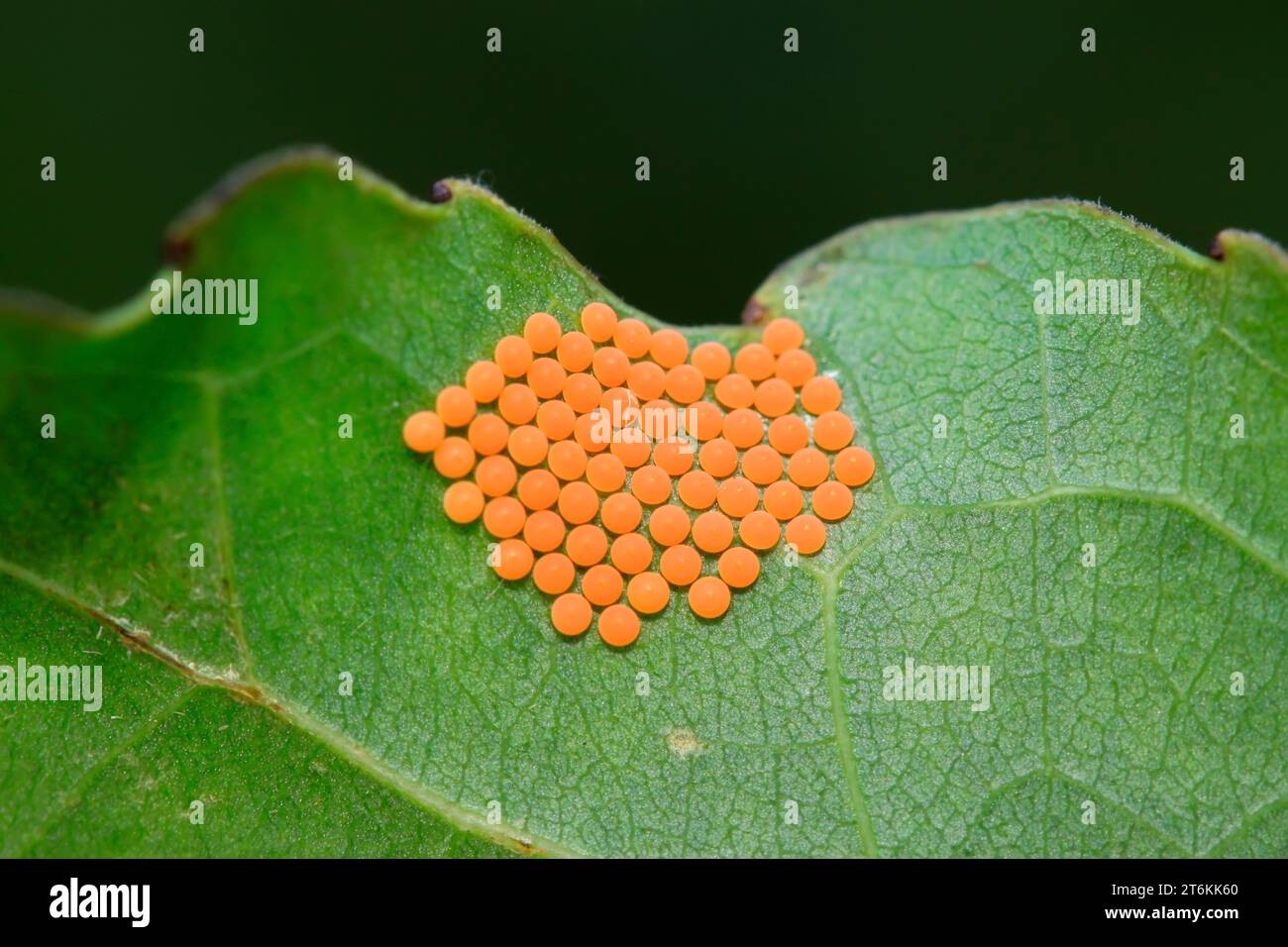 insect eggs on a leaf blade in the wild Stock Photo - Alamy