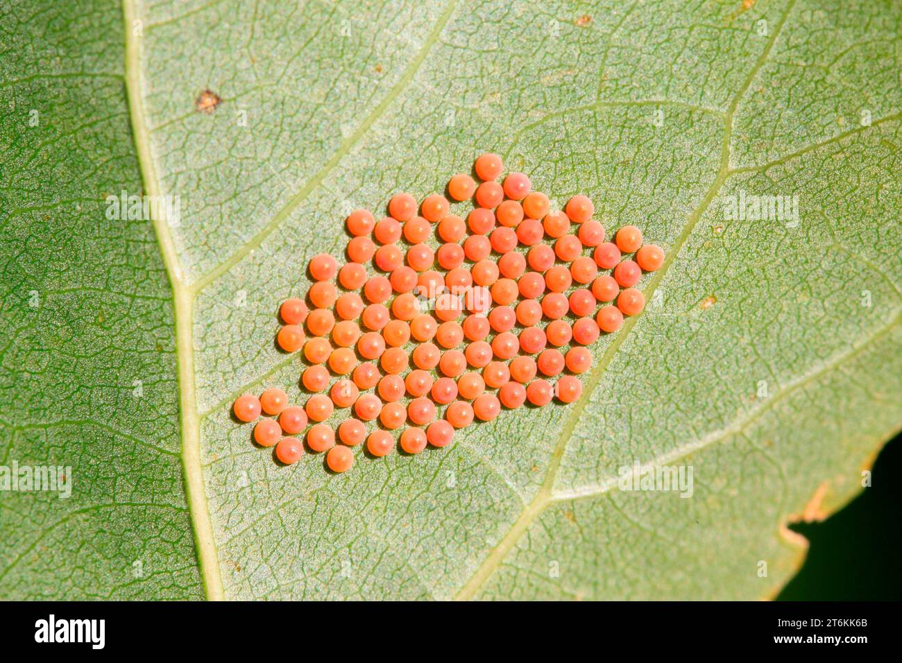 insect eggs on a leaf blade in the wild Stock Photo - Alamy