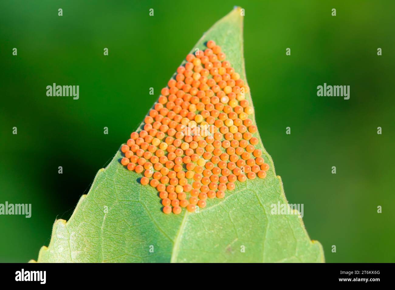 insect eggs on a leaf blade in the wild Stock Photo - Alamy
