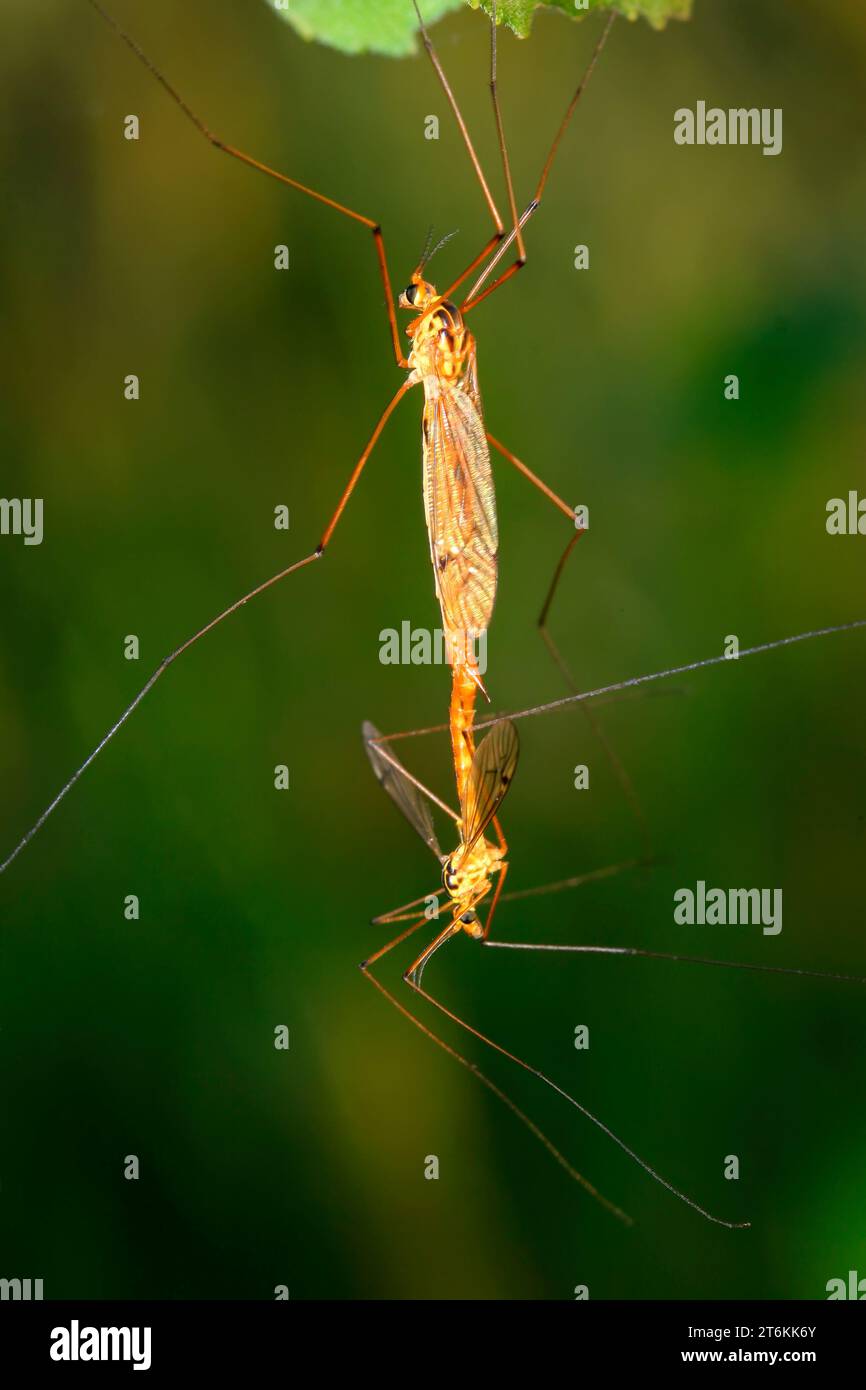 Mosquitoes mating hi-res stock photography and images - Alamy