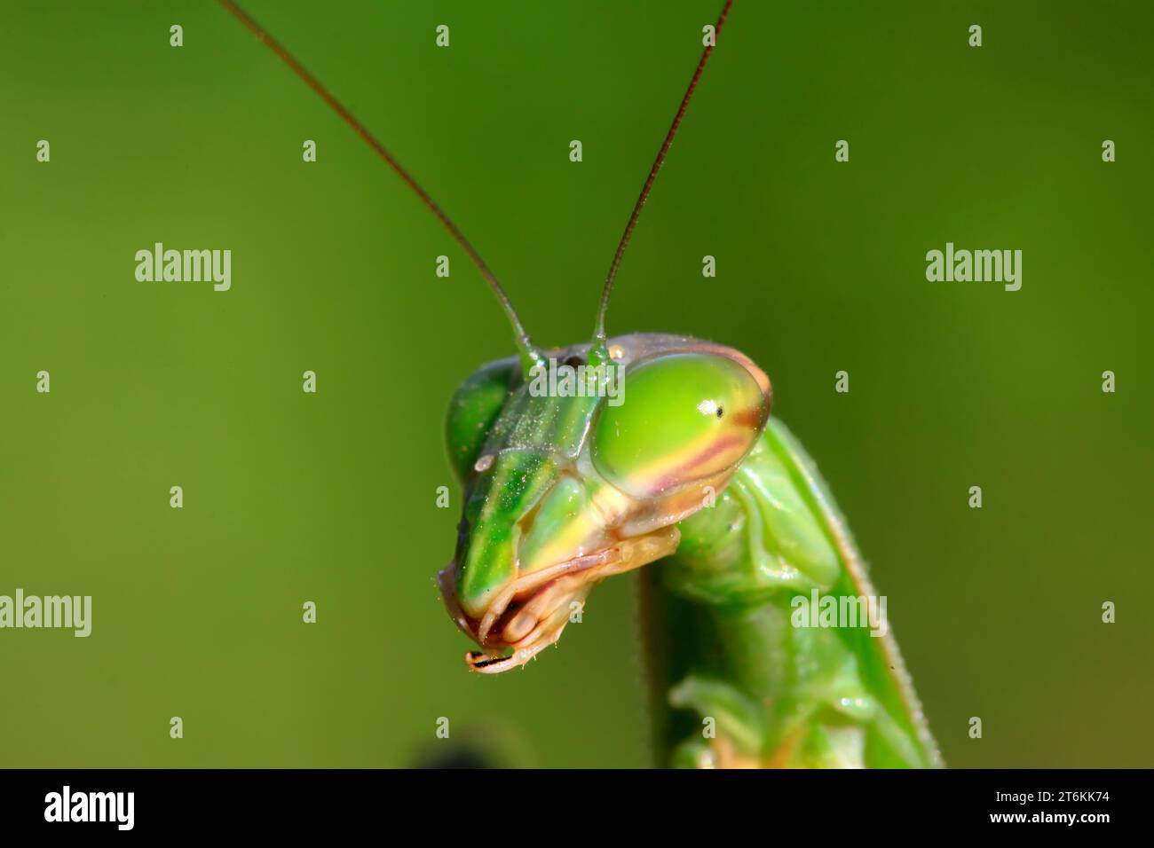 closeup of tenodera mantis, nature photography, north china Stock Photo ...