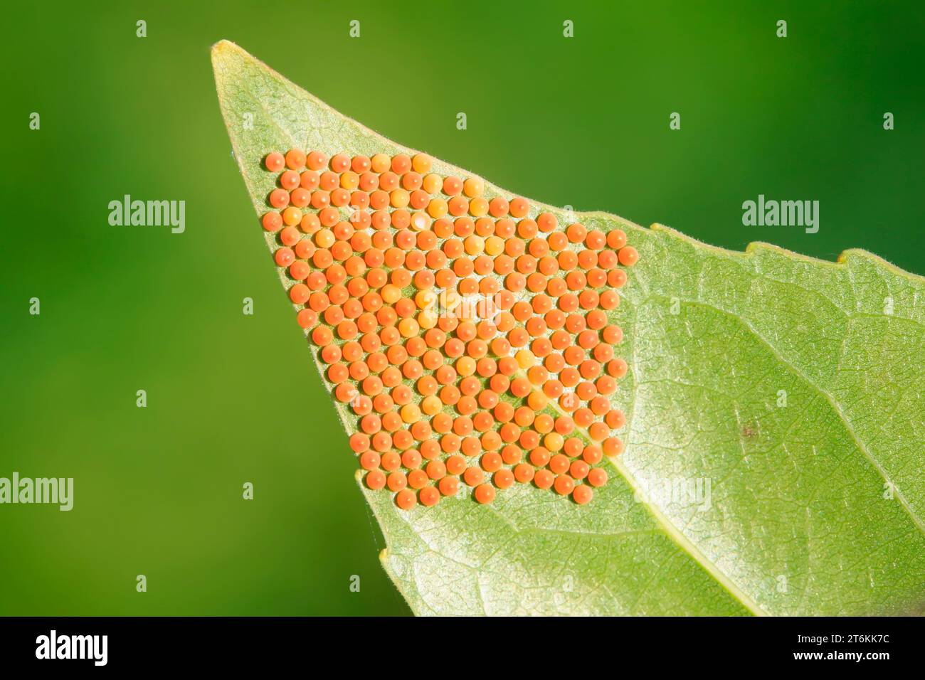 insect eggs on a leaf blade in the wild Stock Photo - Alamy