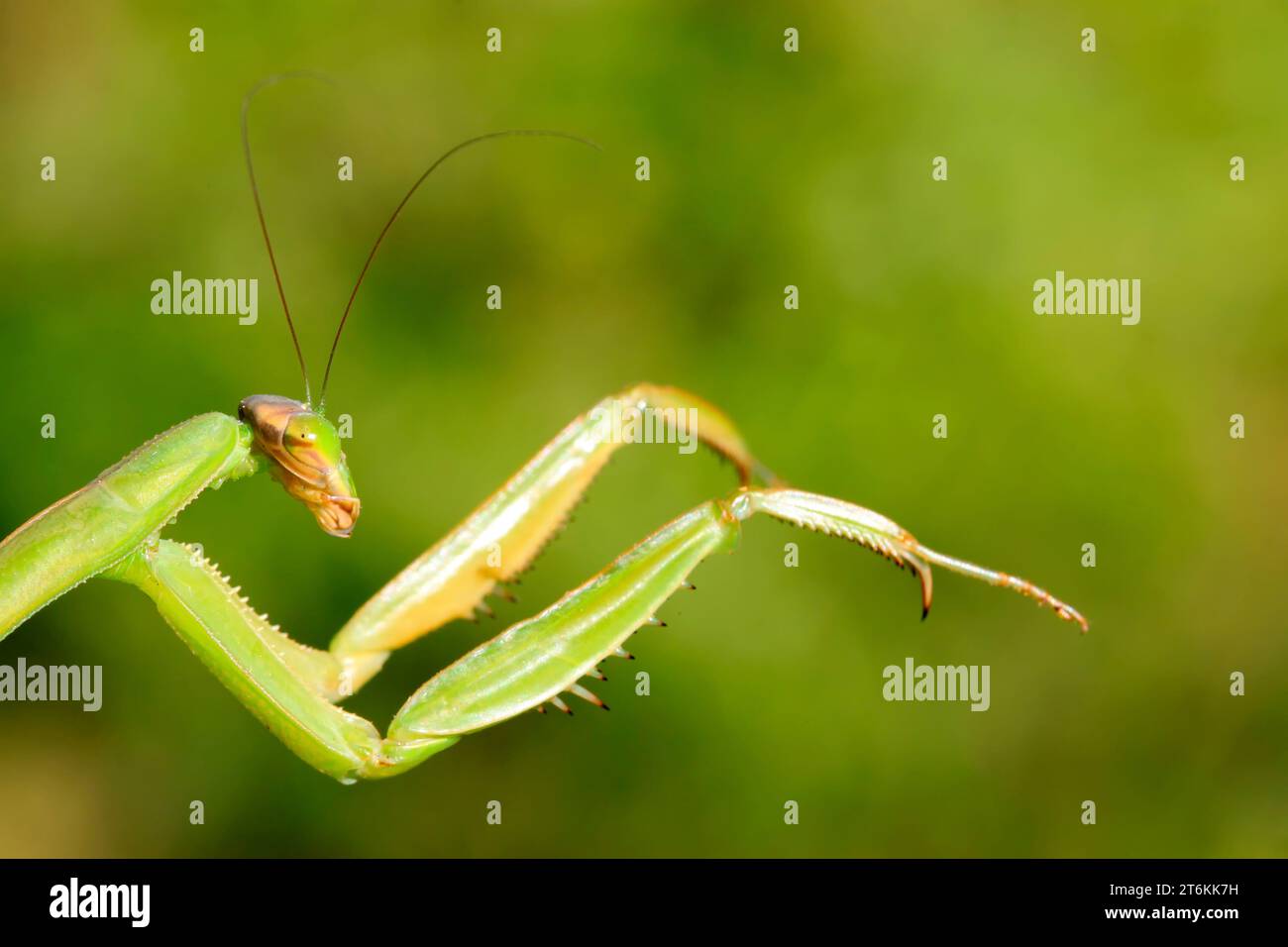 closeup of tenodera mantis, nature photography, north china Stock Photo ...