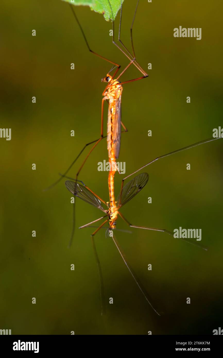 Mosquitoes insects mating on hi-res stock photography and images - Alamy