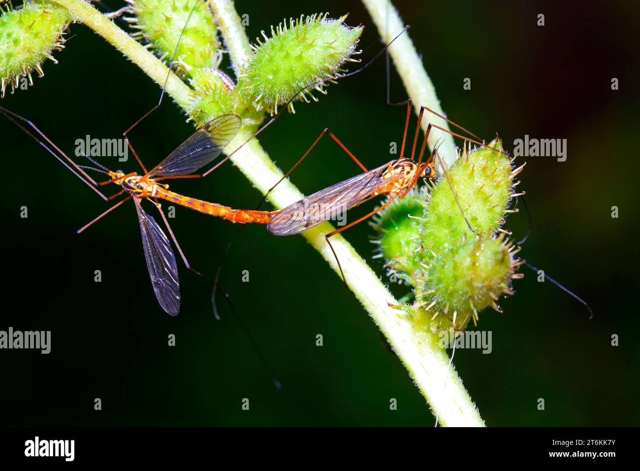 Mosquitoes mating hi-res stock photography and images - Alamy