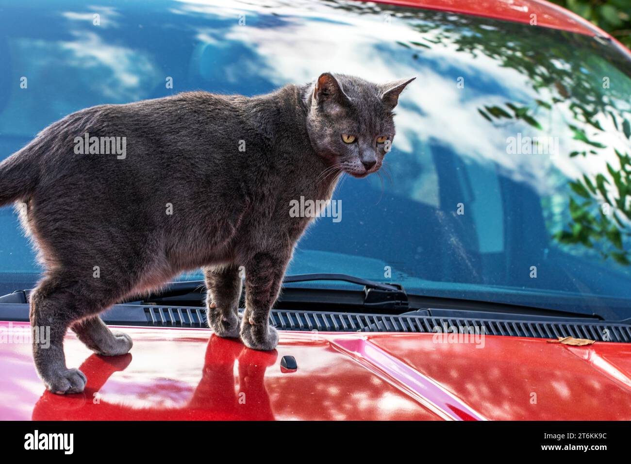 blue American Burmese cat sits on the soot of a red car. taking care of ...