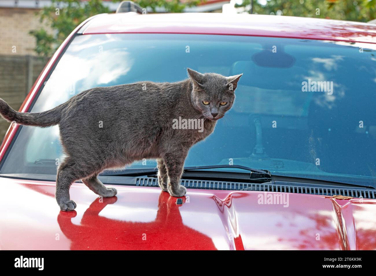 blue American Burmese cat sits on the soot of a red car. taking care of ...