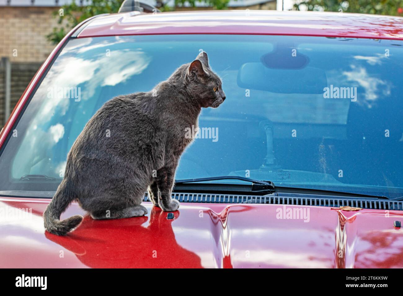blue American Burmese cat sits on the soot of a red car. taking care of ...