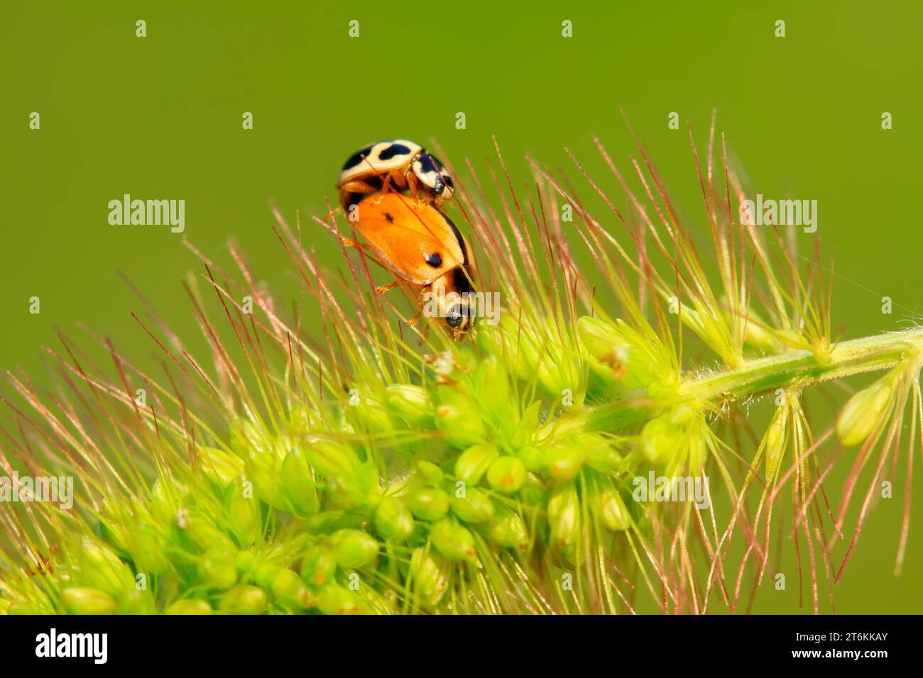 two ladybugs mating on green plant in the wild Stock Photo - Alamy