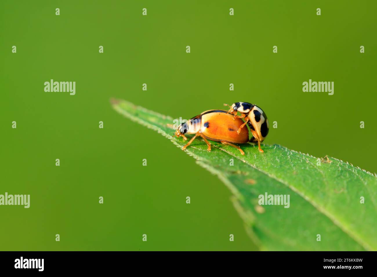 Two beautiful green beetles mating hi-res stock photography and images ...