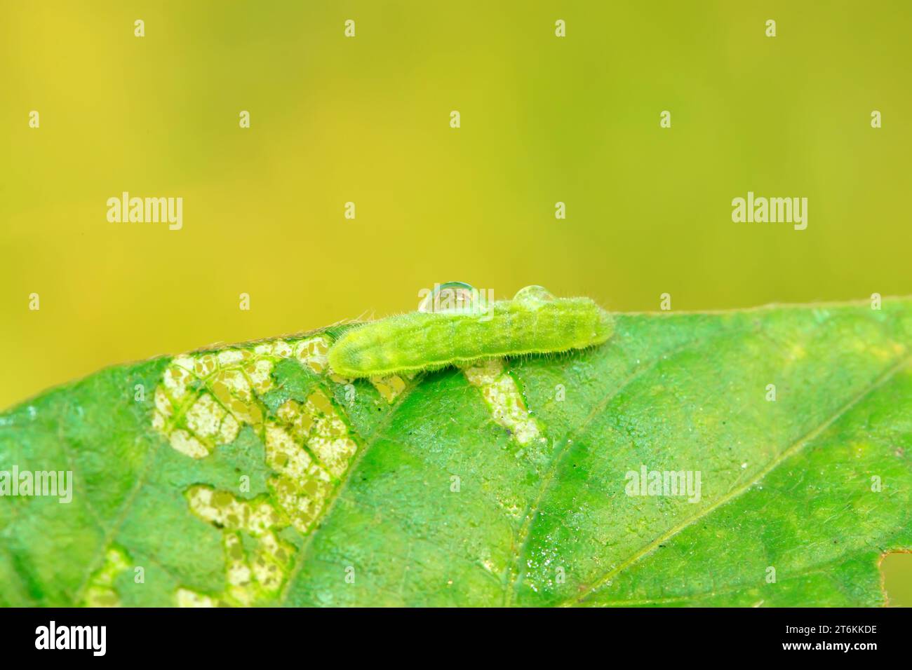 green meat worm on leaf in the wild Stock Photo - Alamy