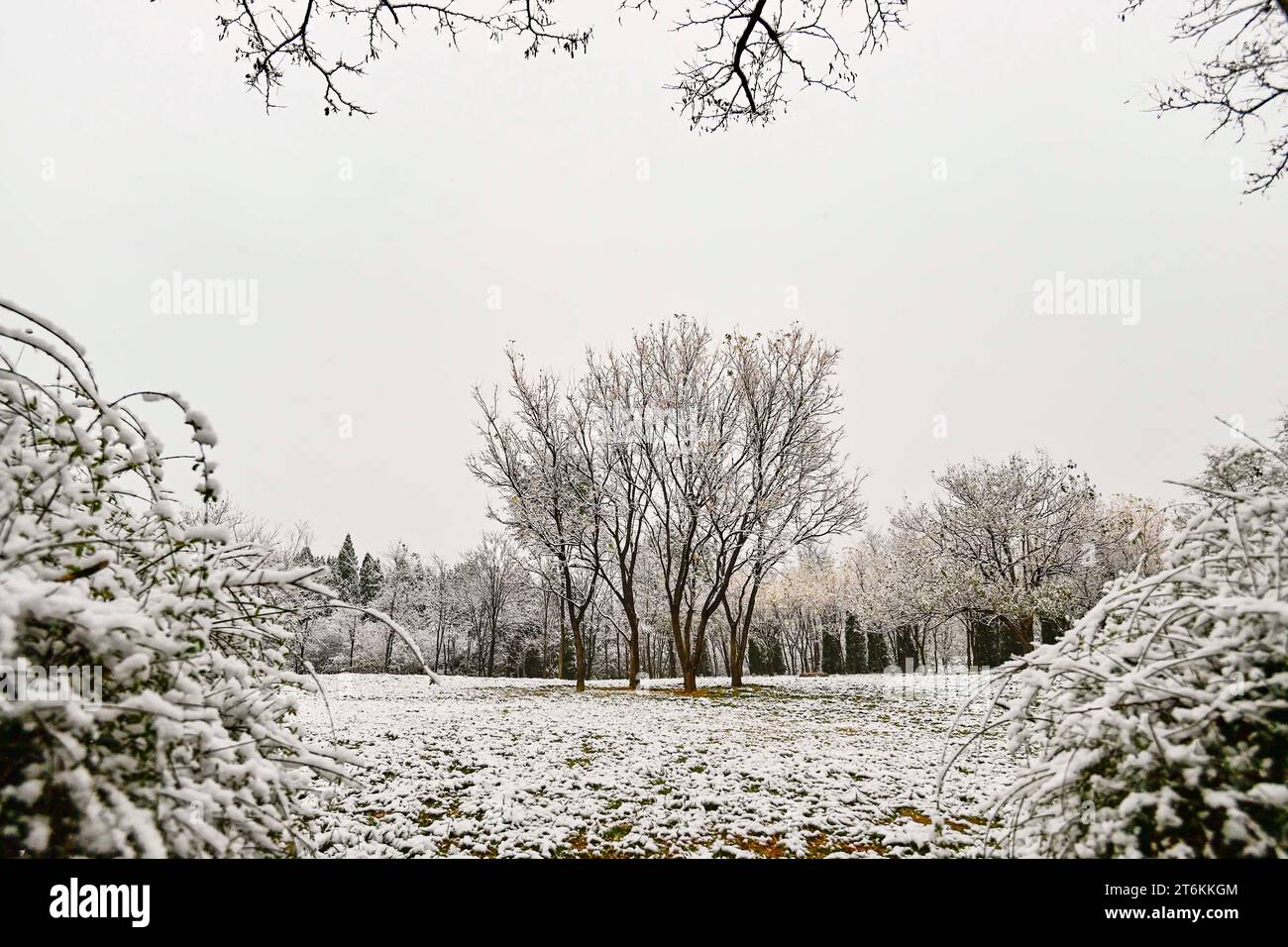 QINGZHOU, CHINA - NOVEMBER 11, 2023 - Trees are covered with snow at ...