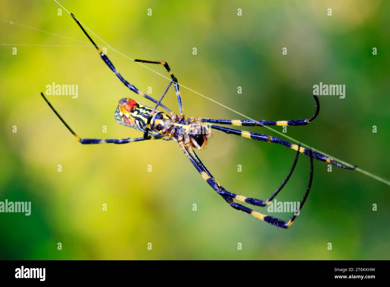 a kind of insects named spider, body covered with strange patterns ...