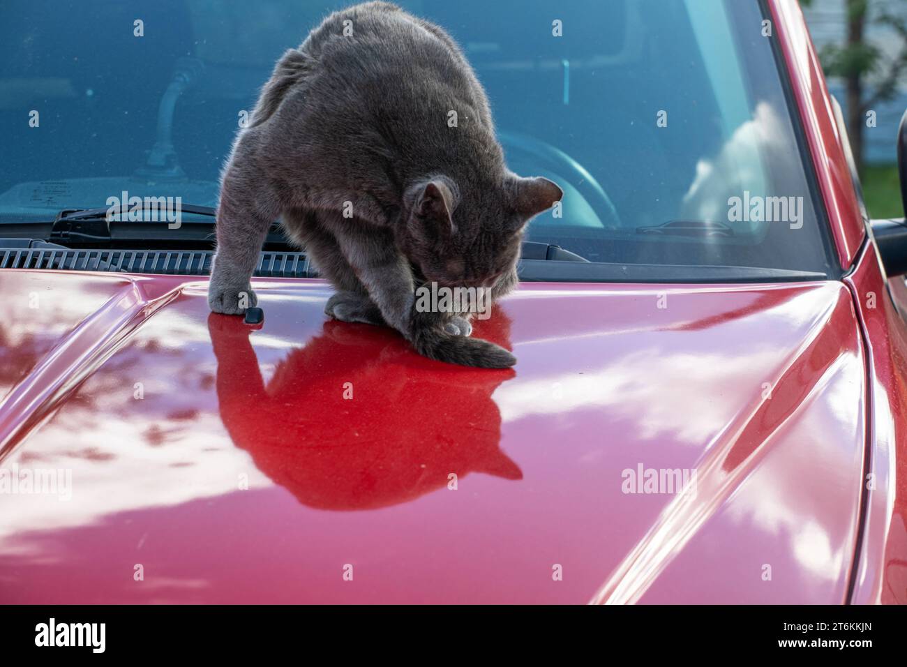 American burmese breed hi-res stock photography and images - Alamy