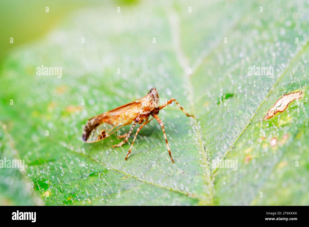 wax cicada insects on green leaf in the wild Stock Photo - Alamy