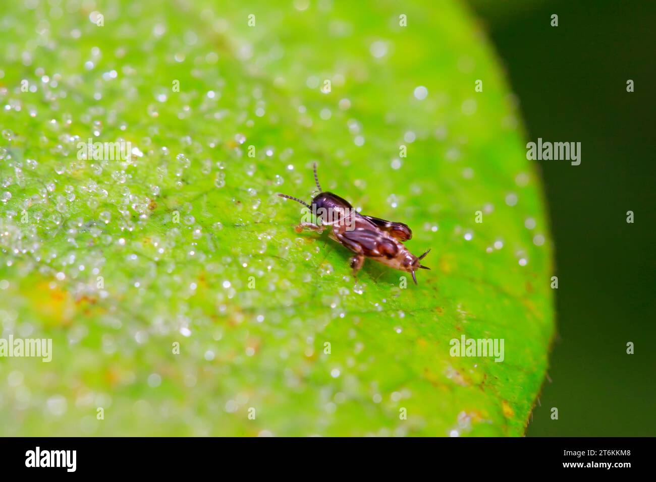 Mole cricket closeup hi-res stock photography and images - Alamy