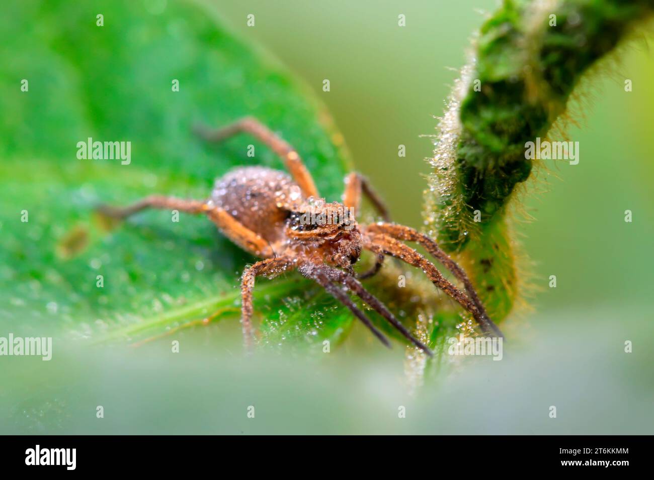 Wolf spider on water hi-res stock photography and images - Alamy