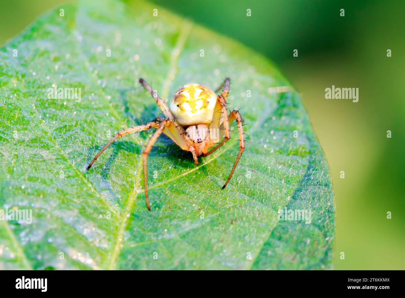 Spider rest on leaf hi-res stock photography and images - Alamy