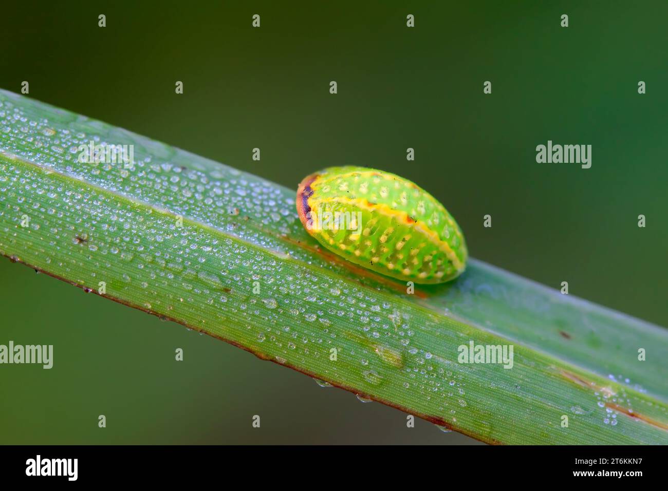thorn moth larvae on a green leaf in the wild Stock Photo - Alamy