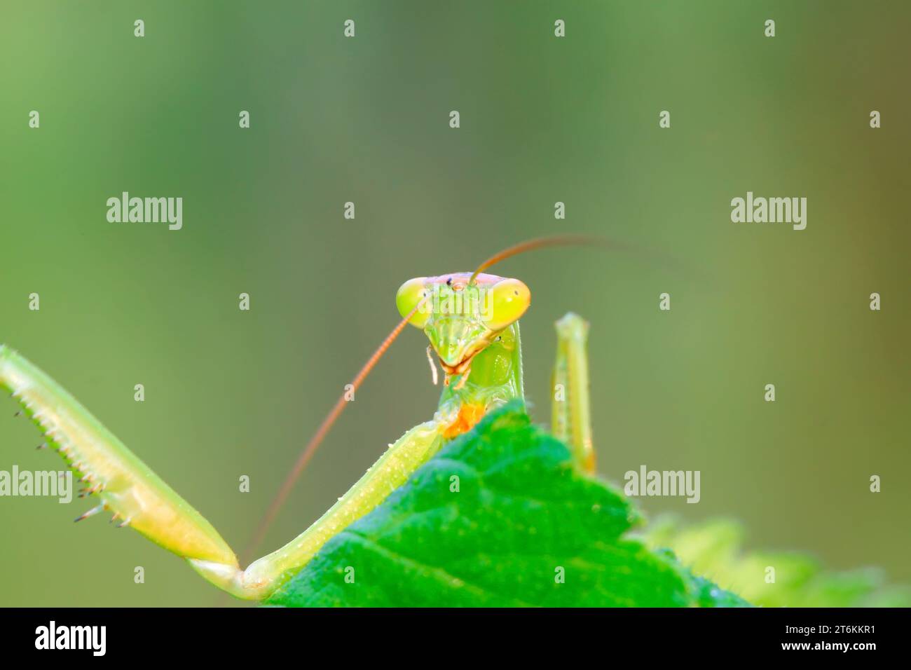closeup of tenodera mantis, nature photography, north china Stock Photo ...