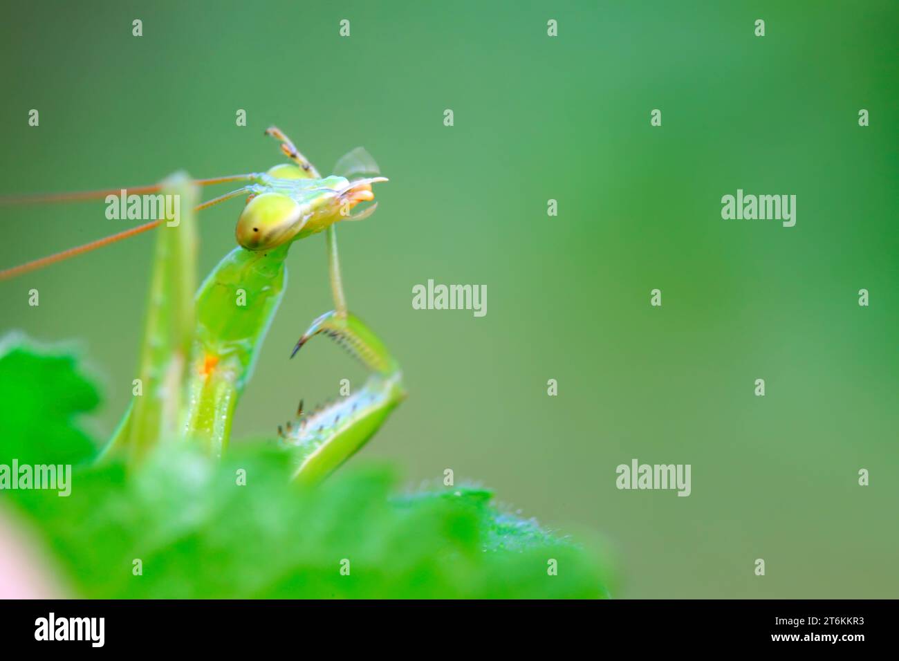 closeup of tenodera mantis, nature photography, north china Stock Photo ...