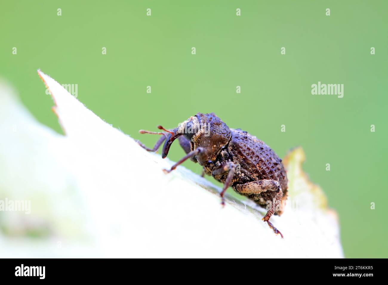 a kind of insect has a long nose on green leaf Stock Photo - Alamy