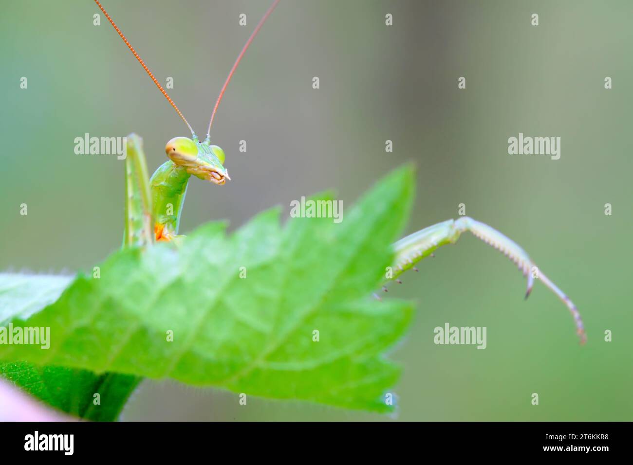 closeup of tenodera mantis, nature photography, north china Stock Photo ...