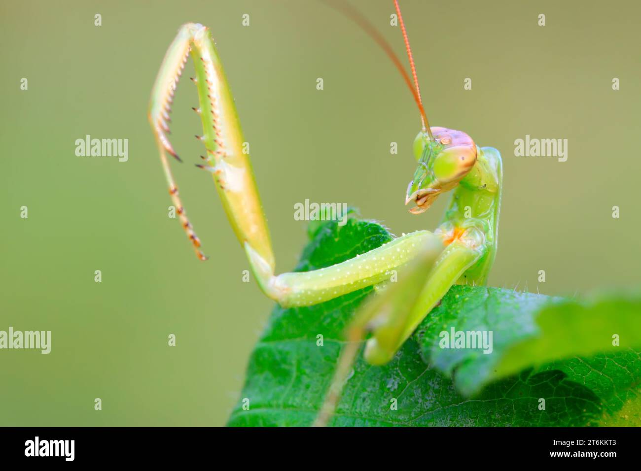 closeup of tenodera mantis, nature photography, north china Stock Photo ...