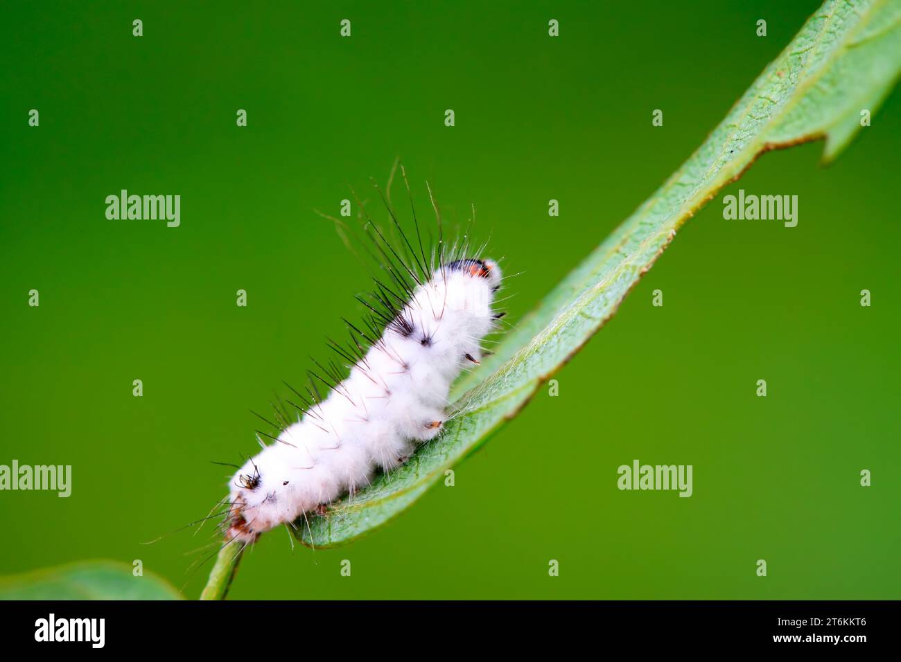 Infection beauveria bassiana insects, zombie on plants in the wild ...