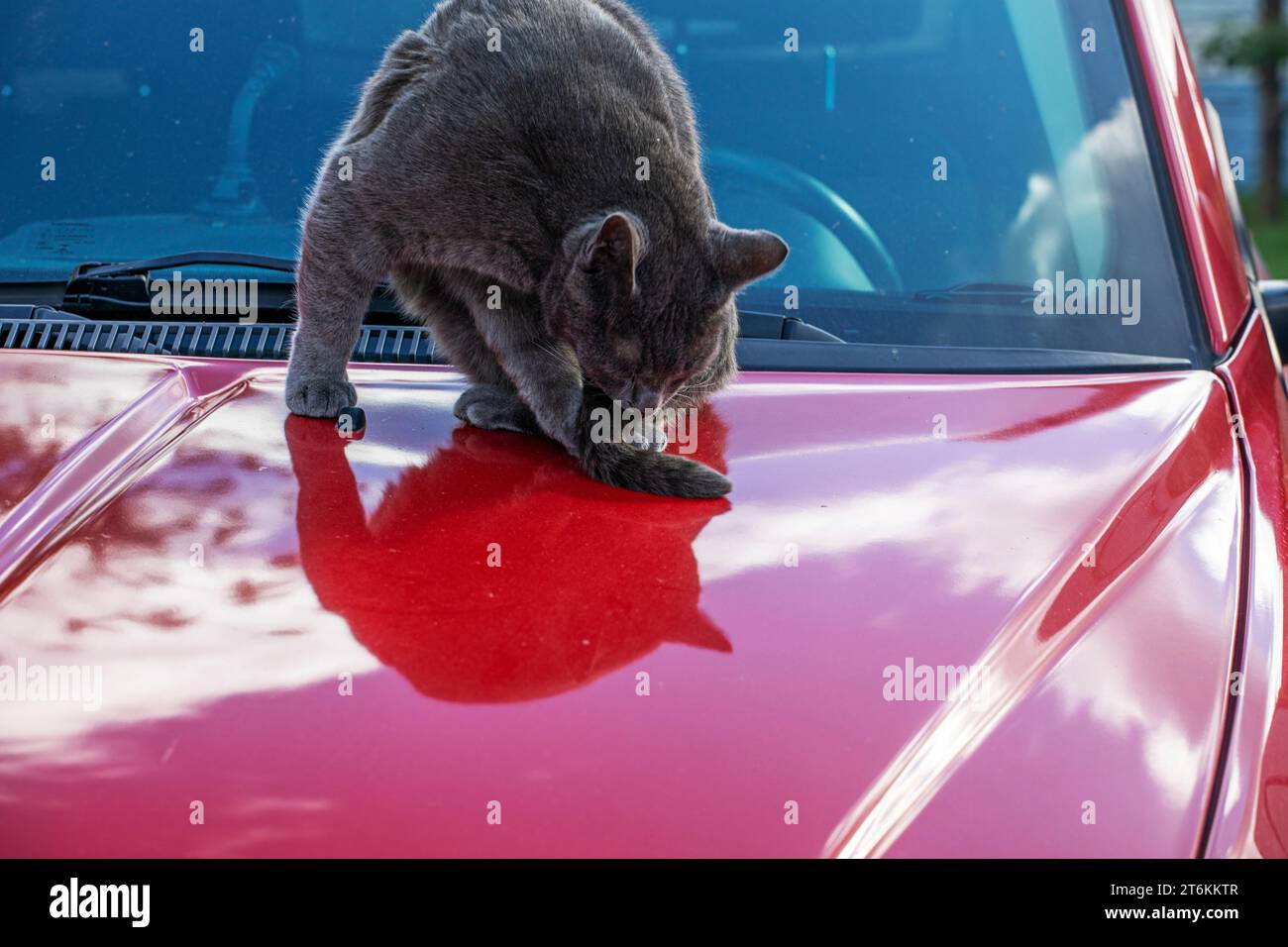 blue American Burmese cat sits on the soot of a red car. taking care of ...